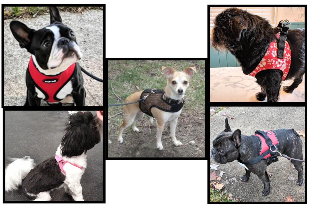 Golly Gear especially for small dogs